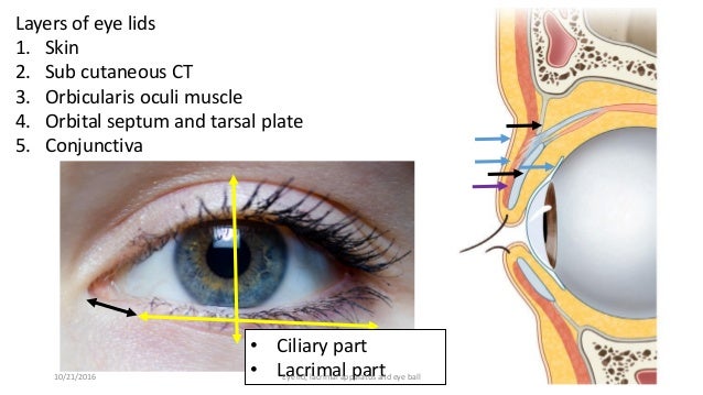 Lacrimal apparatus, eye lid and external features of eye ball.