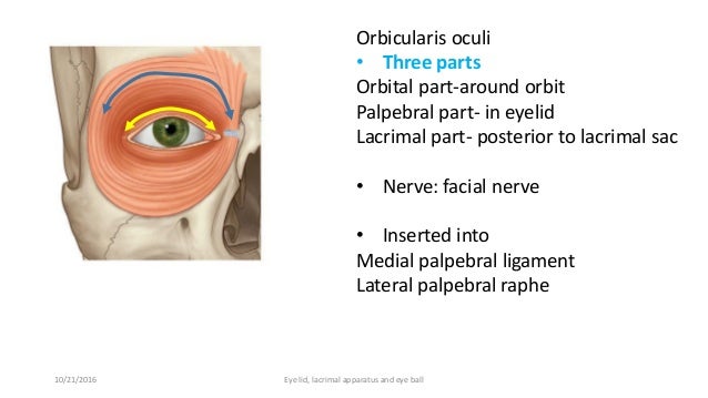 Lacrimal apparatus, eye lid and external features of eye ball.