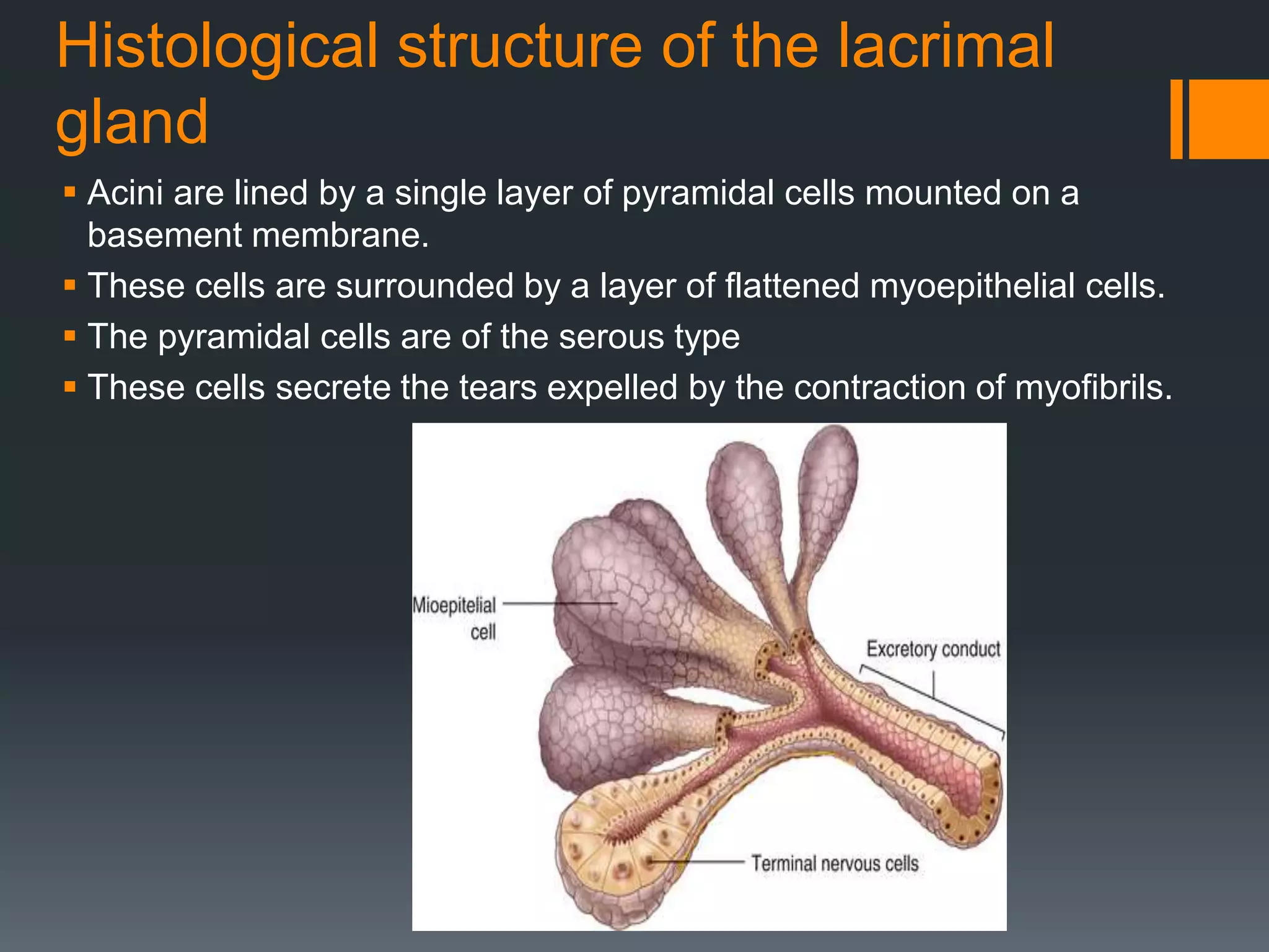 Lacrimal Apparatus.pptx