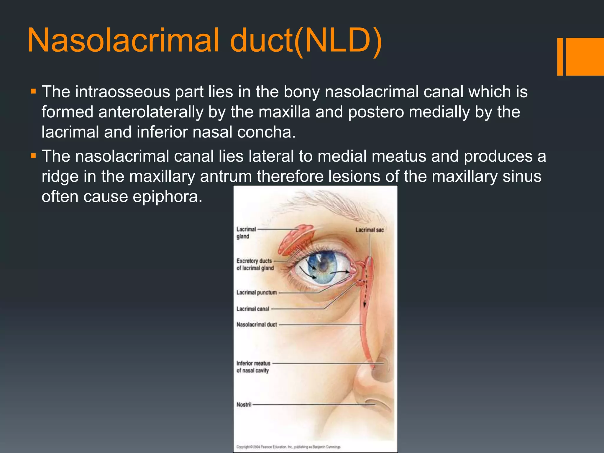 Lacrimal Apparatus.pptx