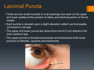 Lacrimal Apparatus.pptx