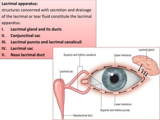 Lacrimal apparatus & nose | PPT