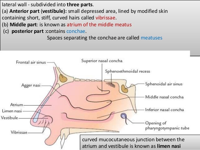 Lacrimal apparatus & nose