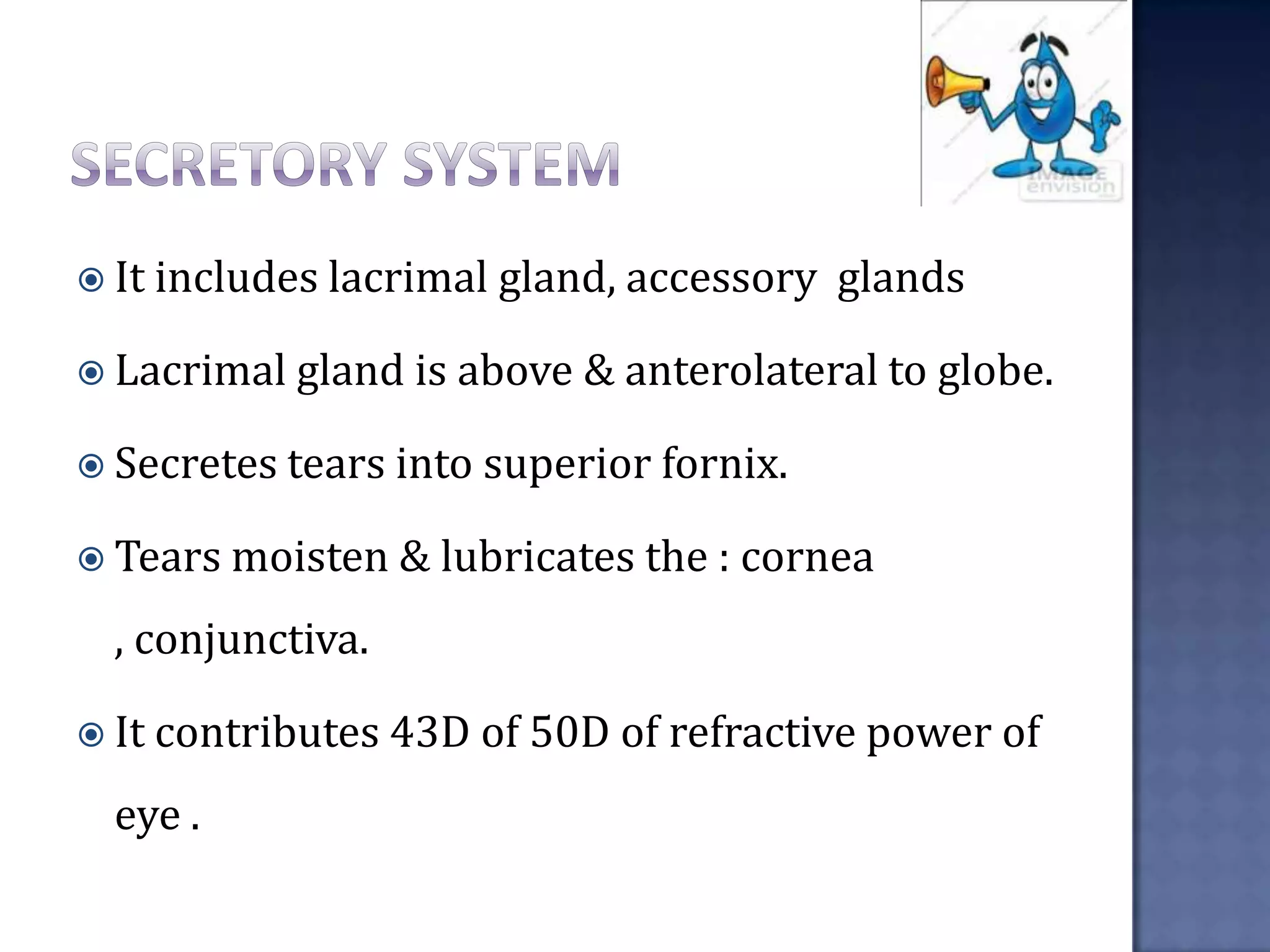 anatomy And Physiology of lacrimal secretions | PDF