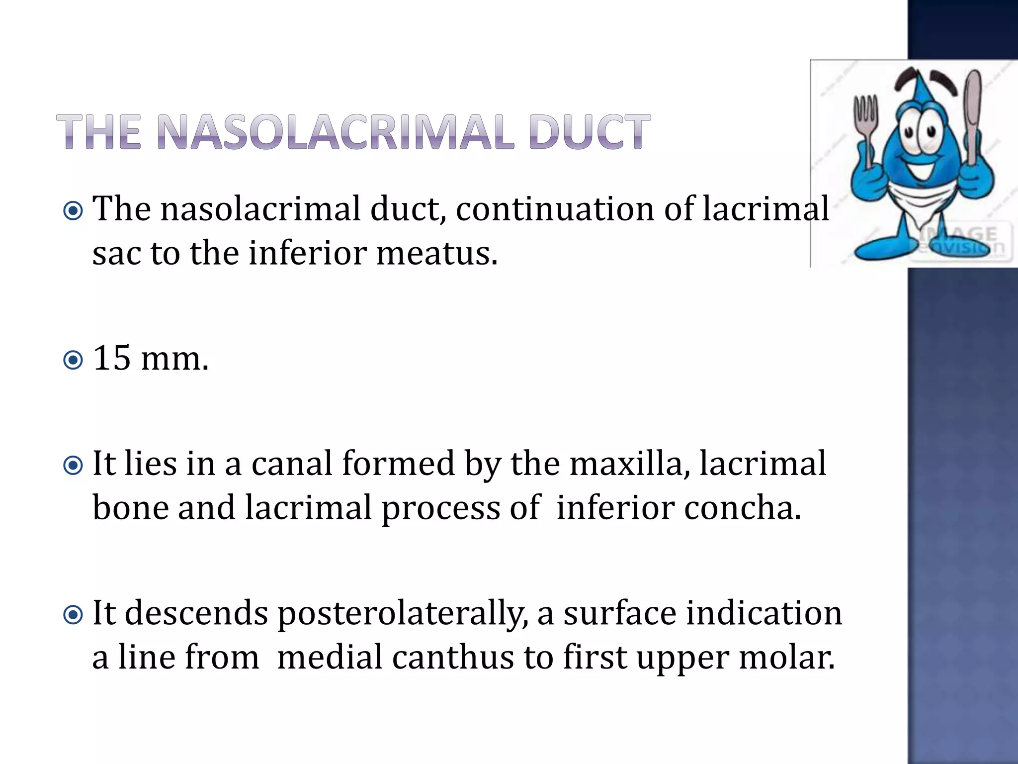 anatomy And Physiology of lacrimal secretions | PDF