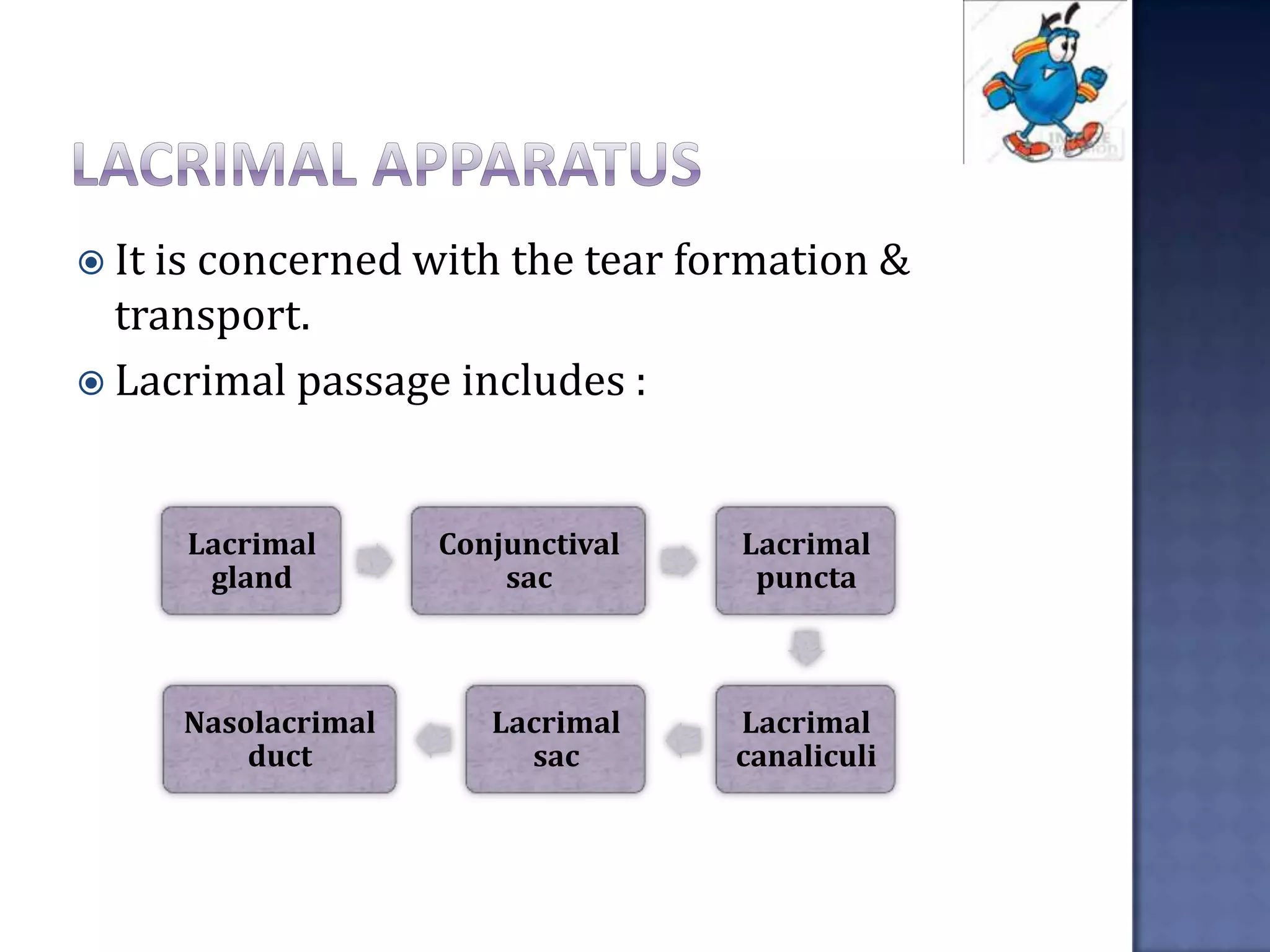 anatomy And Physiology of lacrimal secretions | PDF