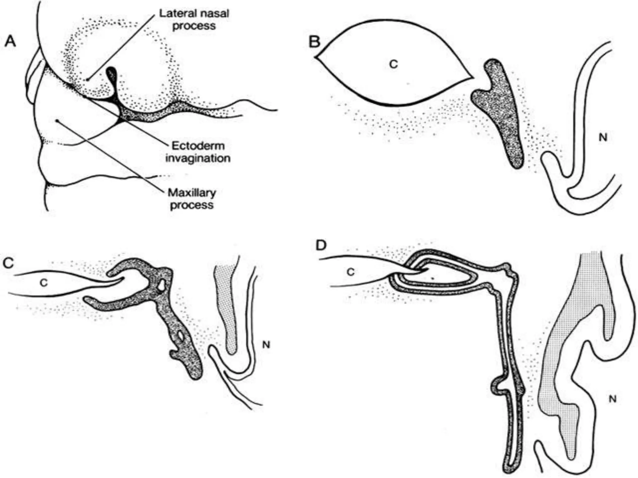 anatomy And Physiology of lacrimal secretions | PDF