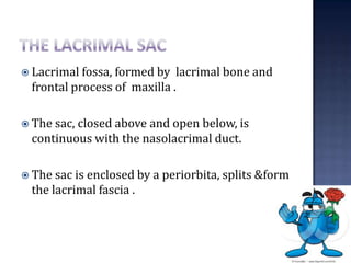 anatomy And Physiology of lacrimal secretions | PDF
