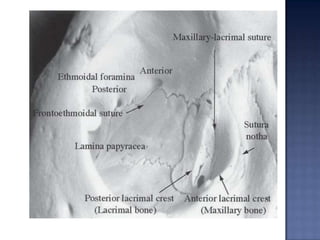 Lacrimal Fossa Location