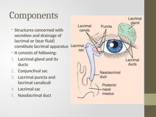 LACRIMAL APPRATUS of human eye anatomy mbbs | PPTX