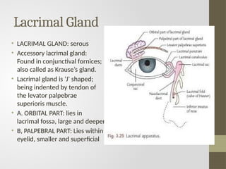 LACRIMAL APPRATUS of human eye anatomy mbbs | PPTX