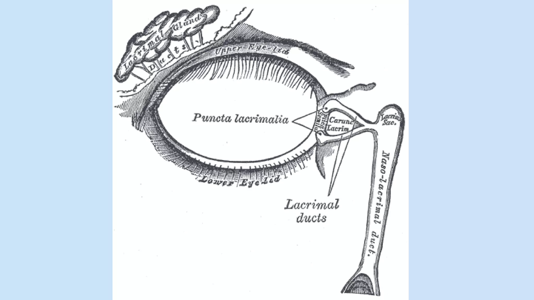 Lacrimal function tests.pptx