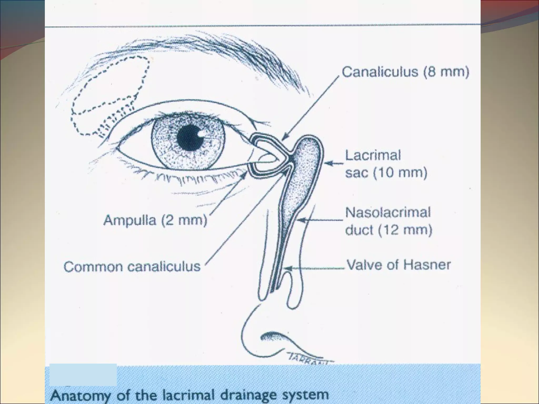 Lacrimal system | PPT