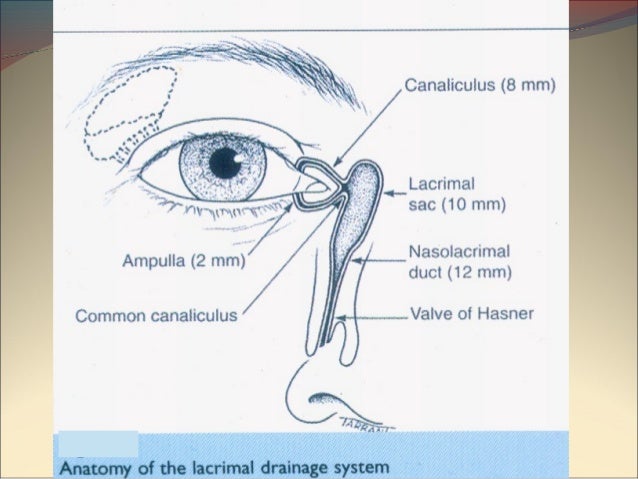 Lacrimal Canaliculi Sinus