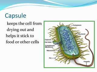 Bacteria | PPTX
