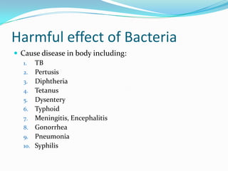 Bacteria | PPTX