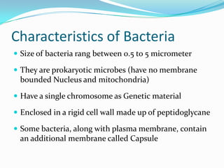 Bacteria | PPTX