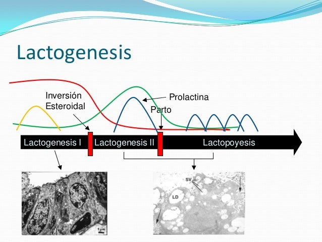 Lactacion clase fisiologia