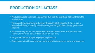 Lactase intoduction properties , producion and purification of lactase.pptx