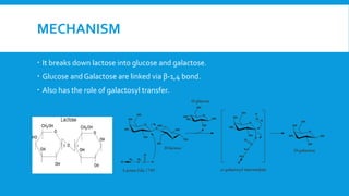 Lactase intoduction properties , producion and purification of lactase.pptx