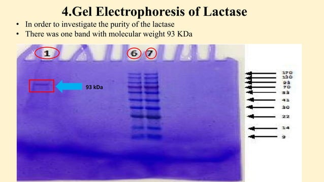 Lactase ppt(saiful) | PPTX