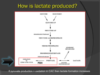 Lactate Overview | PPT