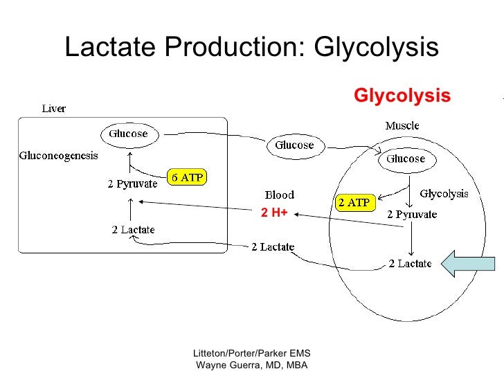 Lactate: How Sick Is Your Patient