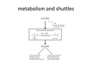 Lactate Physiology.pptx