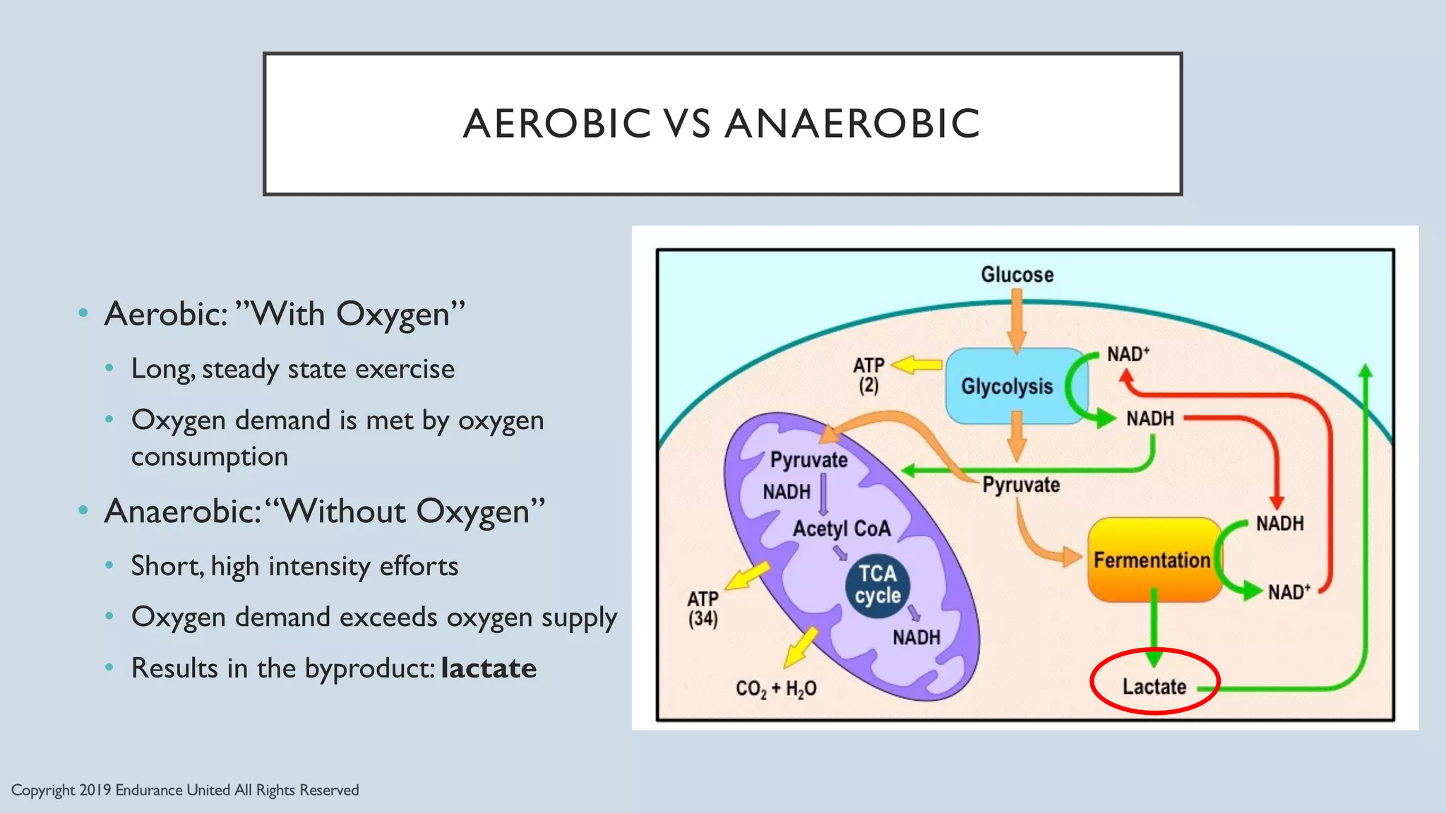 Lactate+Threshold+and+Training+Zones+Presentation.pdf