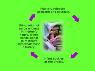 Lactation | PPTX