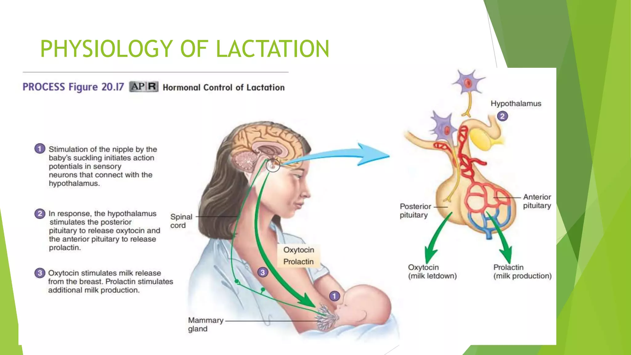 LACTATION.pptx