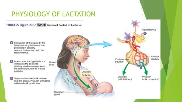 LACTATION.pptx