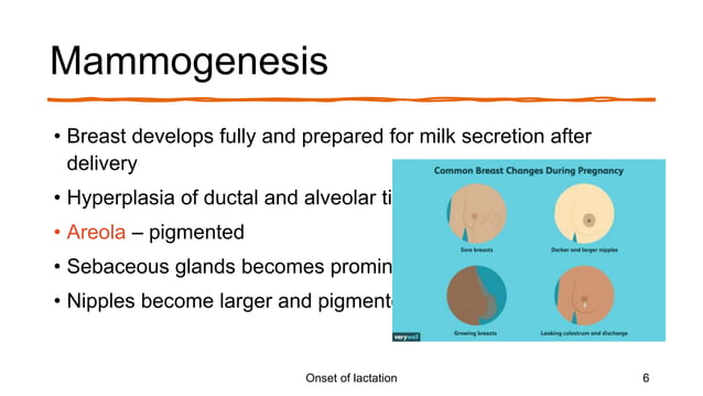 Lactation Pptx