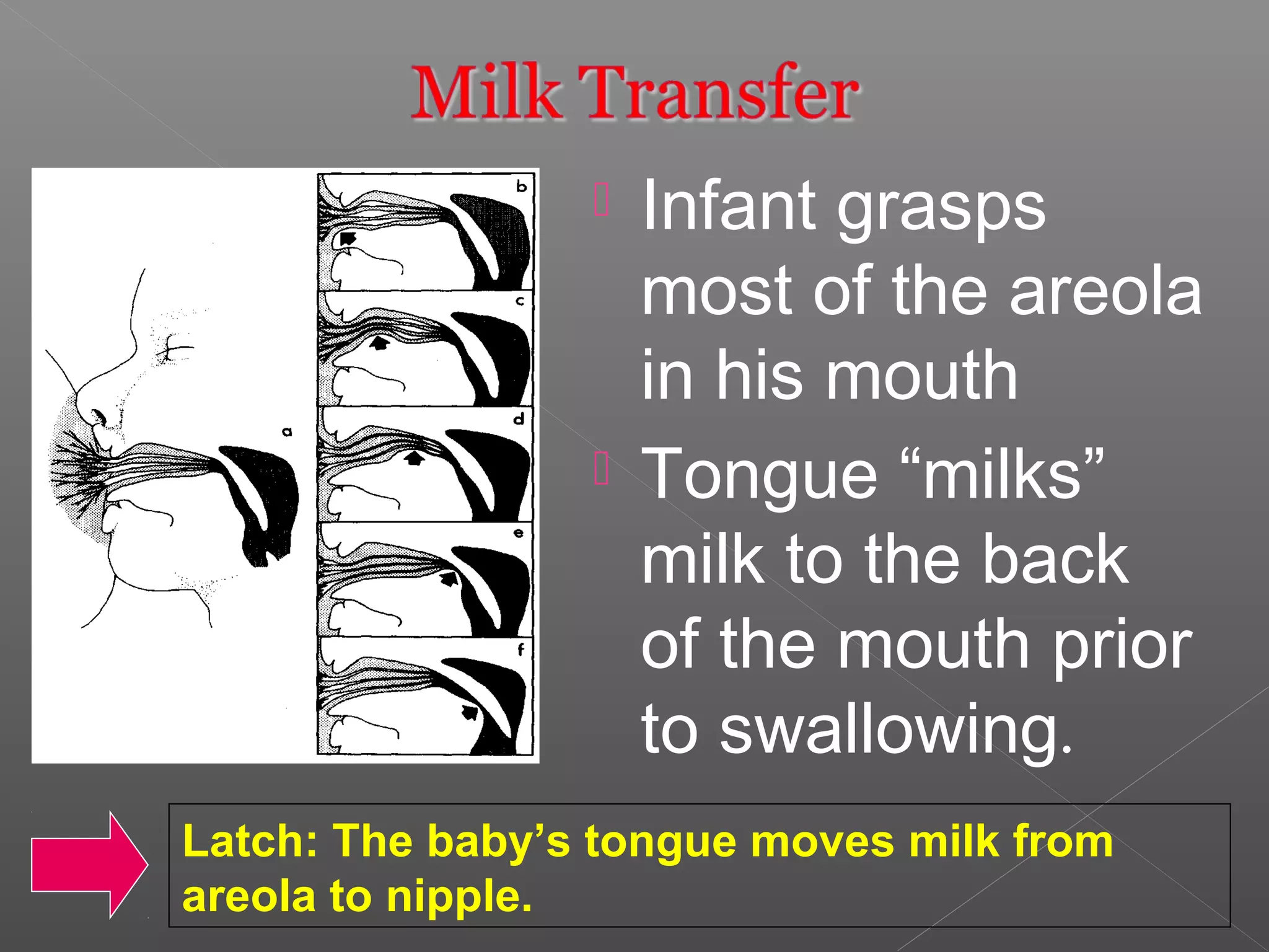 Lactation | PPT