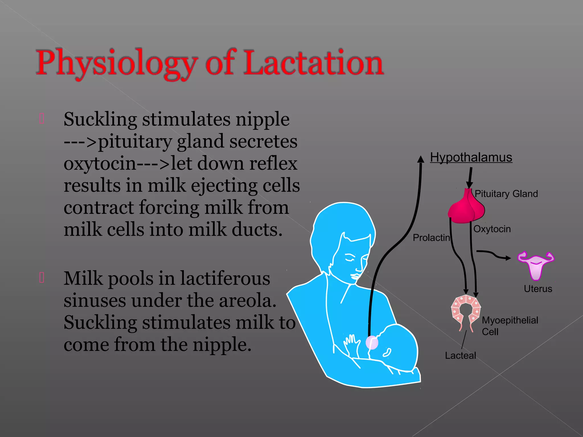 Lactation | PPT