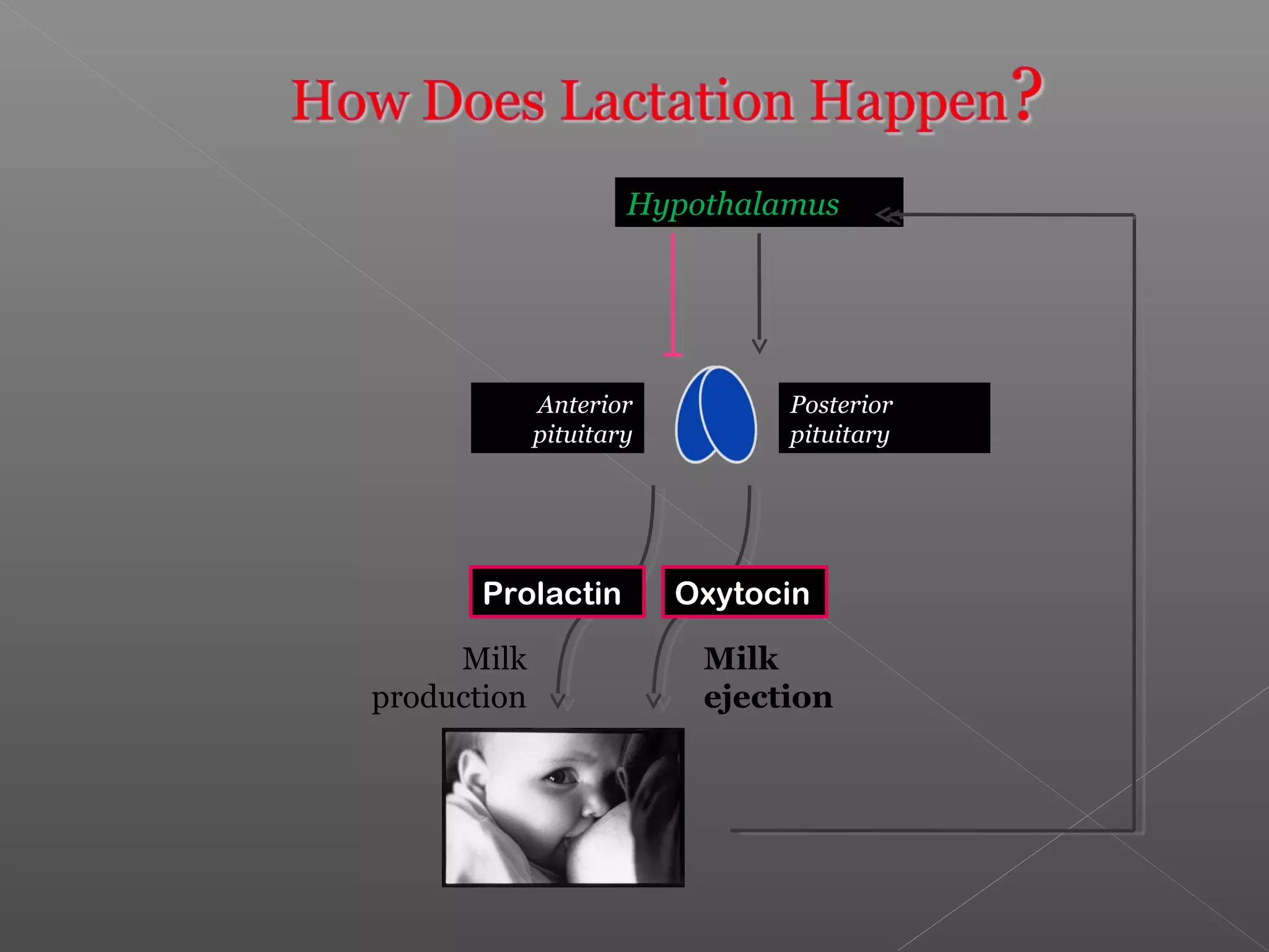 Lactation | PPT