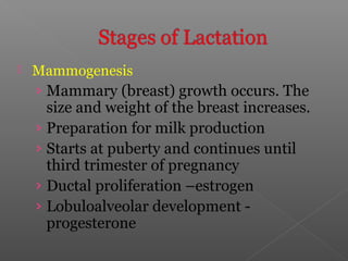 Lactation | PPT