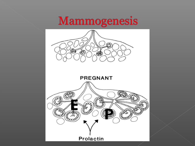 Lactation | PPT | Pregnancy | Reproductive Health