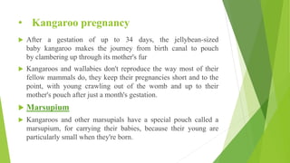 Lactation in mammals | PDF