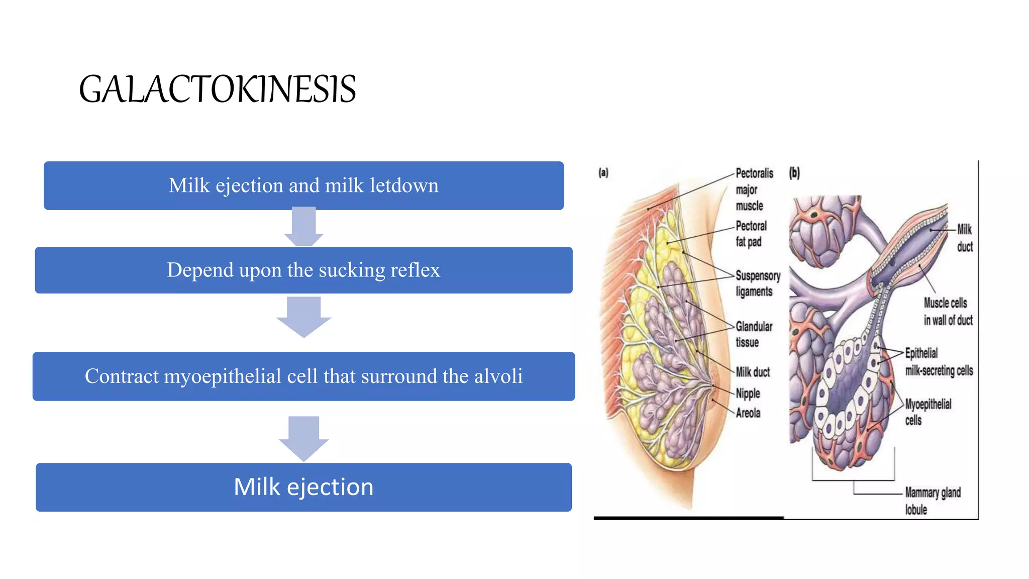 Lactation management | PPTX