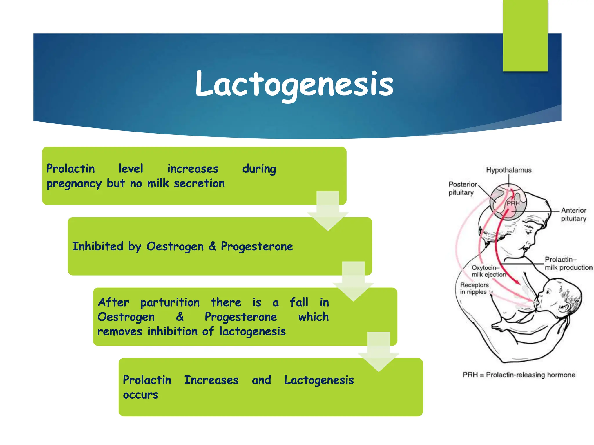 Lactation Management for postpartum mothers | PPTX