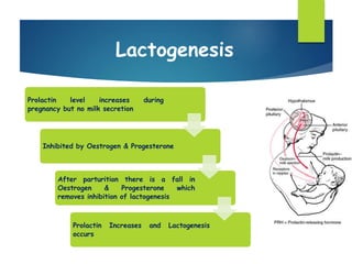 Lactation Management for postpartum mothers | PPT