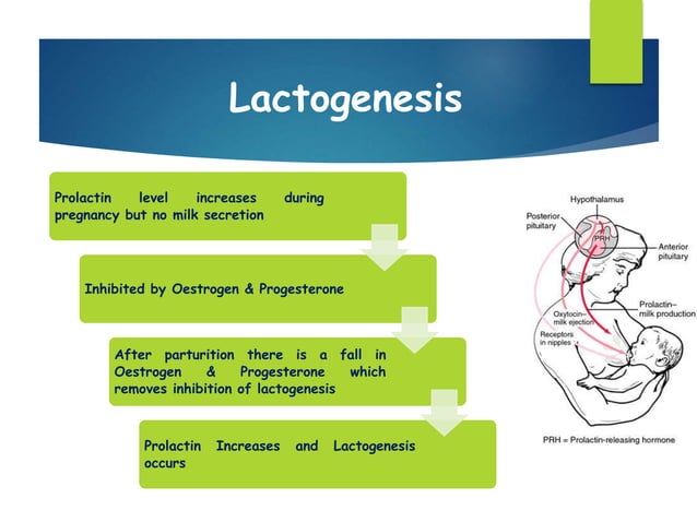 Lactation Management for postpartum mothers | PPT