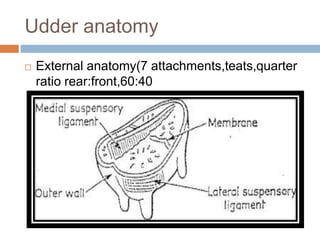 Lactation Physiology in dairy cows | PPTX