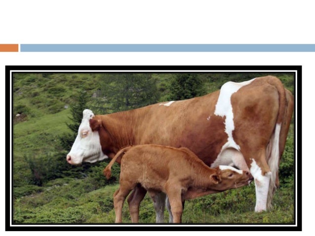 Lactation Physiology in dairy cows