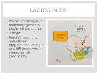 Lactation and breast feeding process.pptx