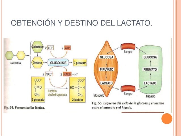 Lactato y ejercicio físico