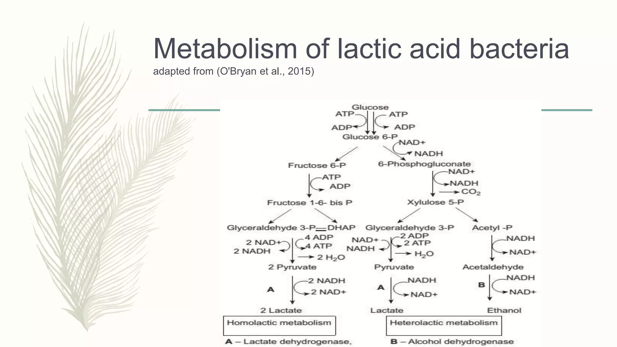 Lactic acid bacteria in food industry | PPTX