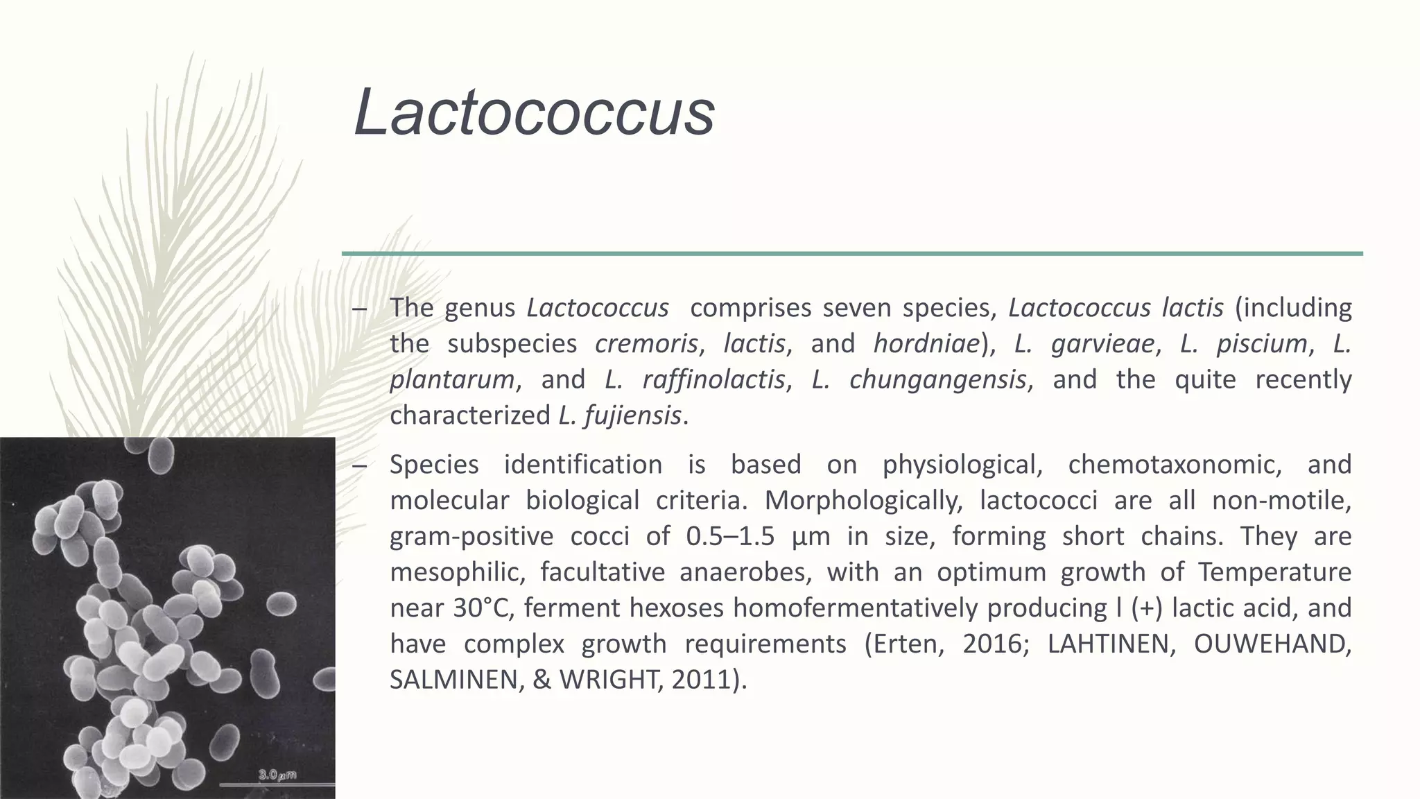 Lactic acid bacteria in food industry | PPTX