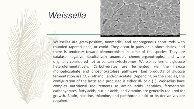 Lactic Acid Bacteria In Food Industry